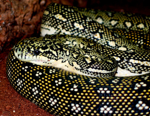 Morelia sp. spilota - giantsnake.ch