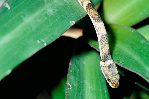 Aruba - giantsnake.ch