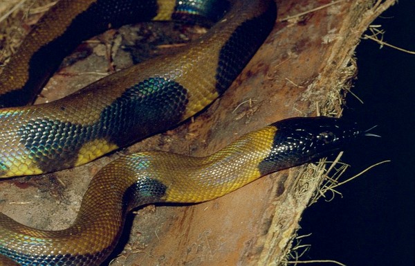 Bismarck Archipel - giantsnake.ch